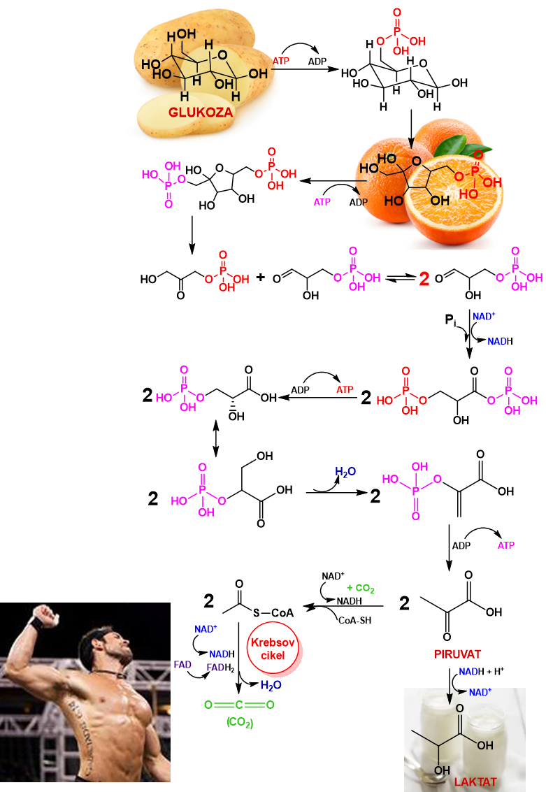 Prehranska akademija - Glukoza, glikoliza in fermentacija